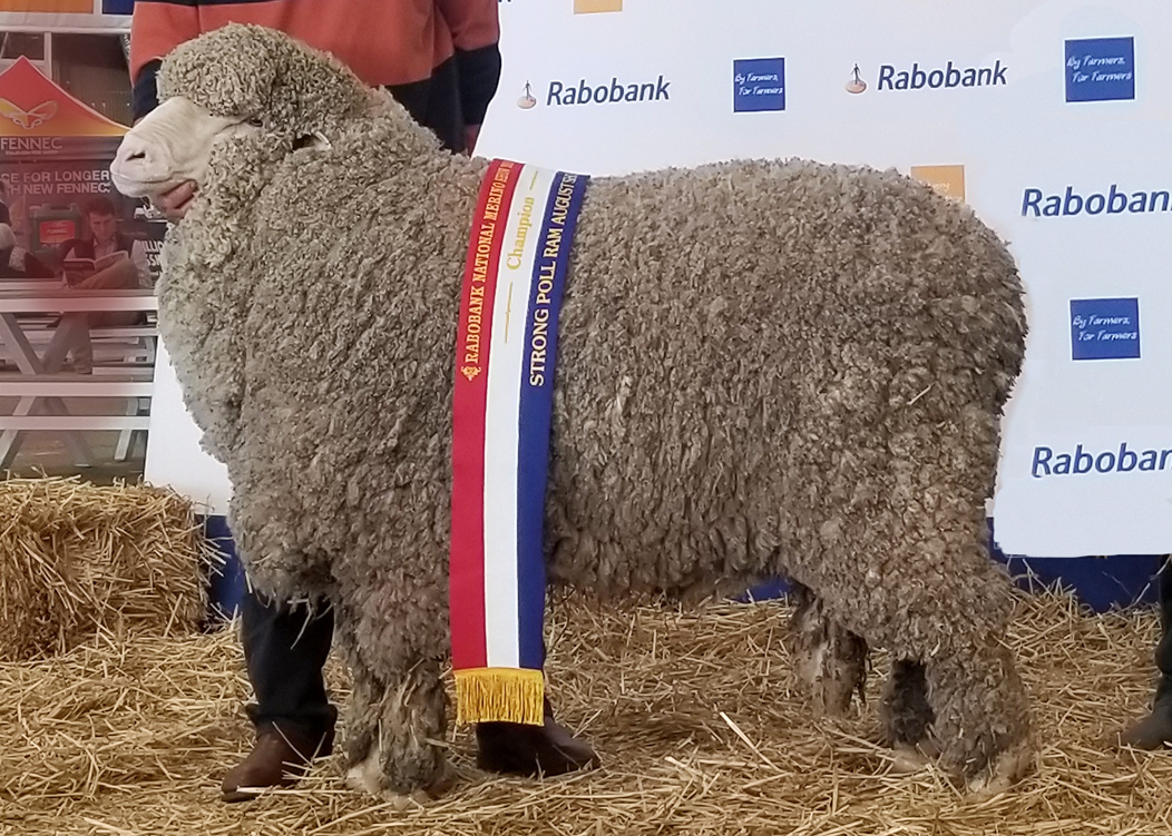 Towonga -181097 | Towonga Merino & Poll Merino Stud