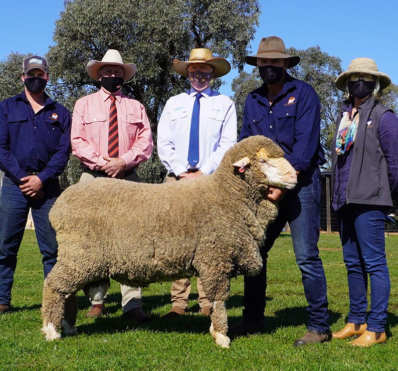 Ram Sale Results | Towonga Merino & Poll Merino Stud