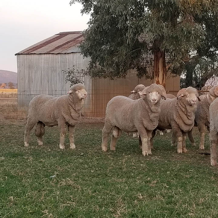 Grade Rams | Towonga Merino & Poll Merino Stud