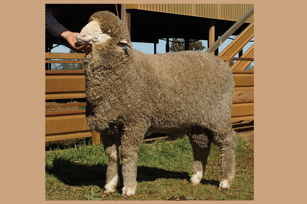 'LOCKDOWN' | Towonga Merino & Poll Merino Stud