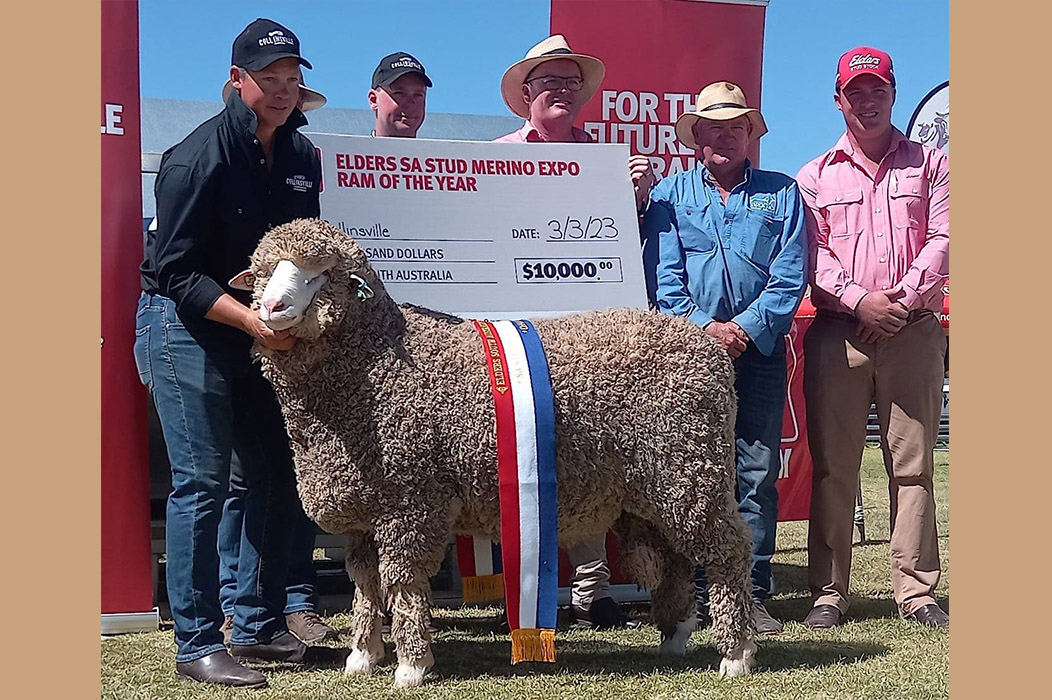 Stud Sire | Towonga Merino & Poll Merino Stud