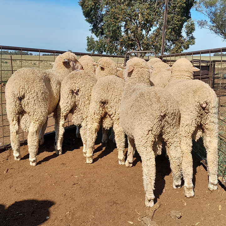 2024 Rams, Exceptional Drop | Towonga Merino & Poll Merino Stud