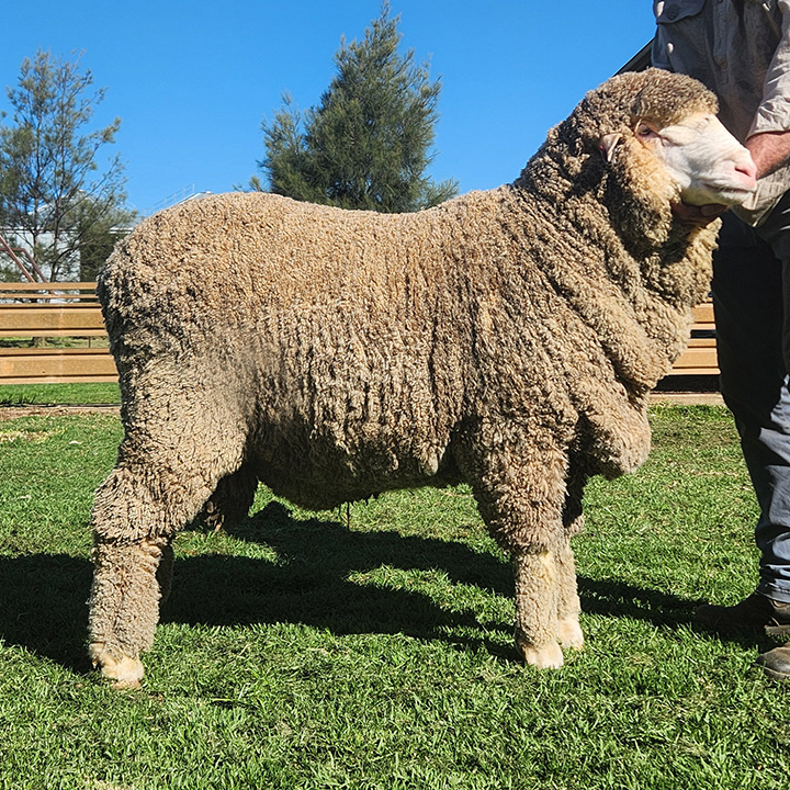 2024 Ram Sale - Lot 3 | Towonga Merino & Poll Merino Stud