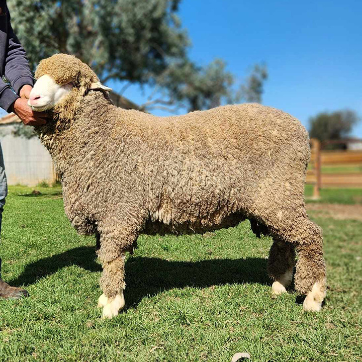 2024 Sale Ram - Lot 37 | Towonga Merino & Poll Merino Stud
